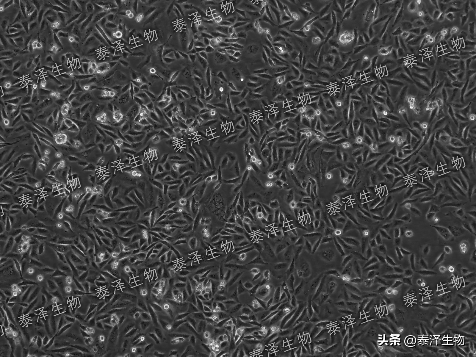 CHO-K1 中国仓鼠卵巢细胞K1(亚系克隆) 基础介绍与培养传代_ml_培养基_进行