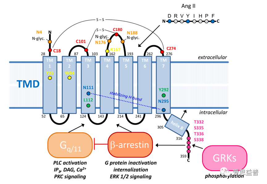 《爱求索》之血管紧张素AT1和AT2受体在疾病中的作用_Ang_细胞_包括