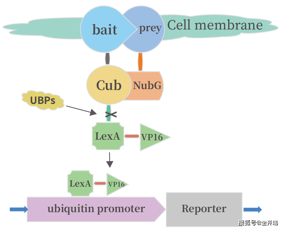 分子互作 | 酵母双杂交应用_研究_Tian_Gal
