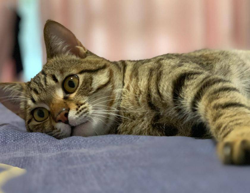 狸花猫作为中华田园猫，为何被越来越多的人弃养，原因竟是这样！_生活_观念_认知