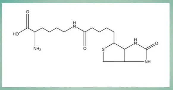 Biocytin hydrochloride，98930-70-2，一种高纯度的研究试剂，属于生物素家族_产品说明_技术文章_陕西新研博美生物 ...