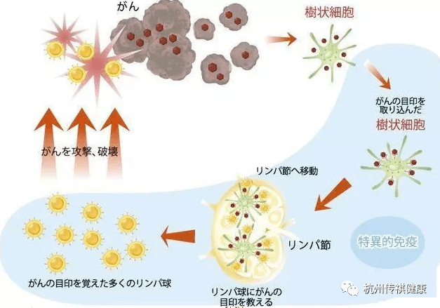 日本第四代免疫疗法：WT1树状细胞肿瘤疫苗打开治愈癌症新希望_治疗_抗原_患者
