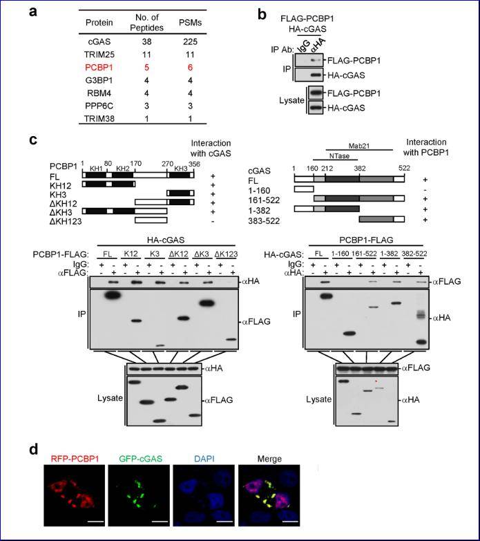 武汉大学舒红兵院士再发文鉴定PCBP1蛋白促进cGAS结合DNA调节天然免疫反应_研究
