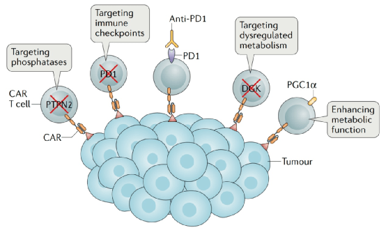 Nat Rev Immunol综述: 过继细胞治疗中细胞网络调控T细胞持久性_淋巴