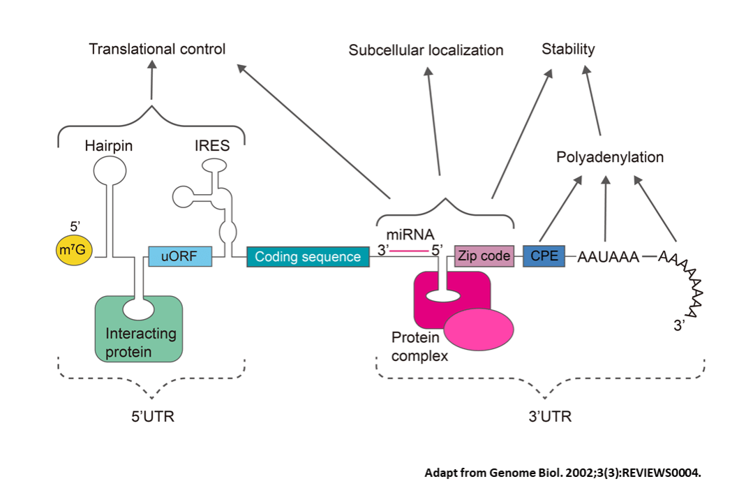 载体家小课堂 | 详解体外转录mRNA的UTR设计_细胞