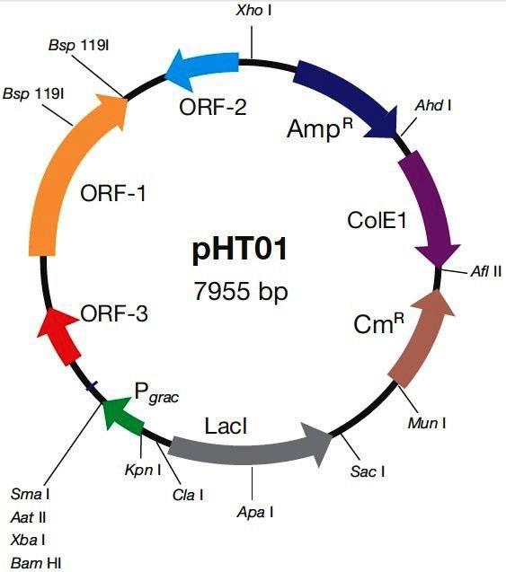 pHT01载体质粒图谱、序列、说明书、价格_the