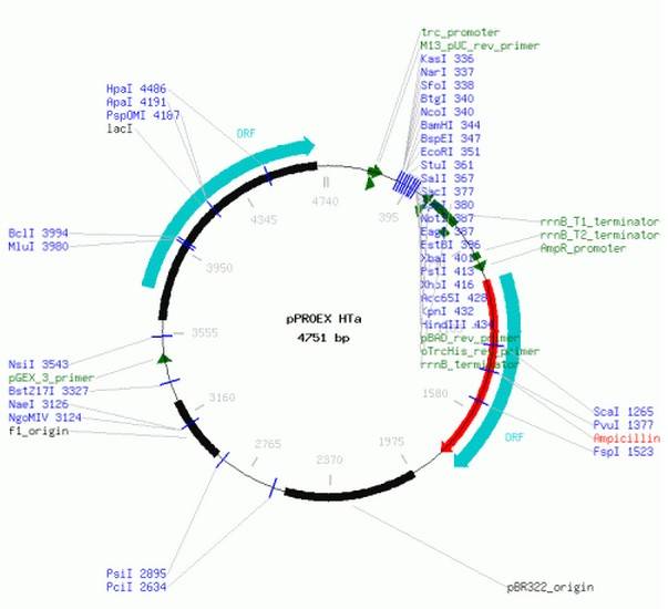pProEX-HTa载体质粒图谱、序列、说明书、价格_His_纯化_标签
