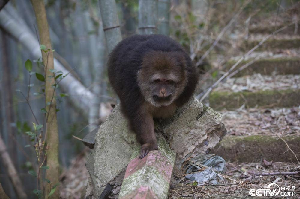 独臂猿猴“星星”成网红 游客慕名一睹真面目-搜狐大视野-搜狐新闻