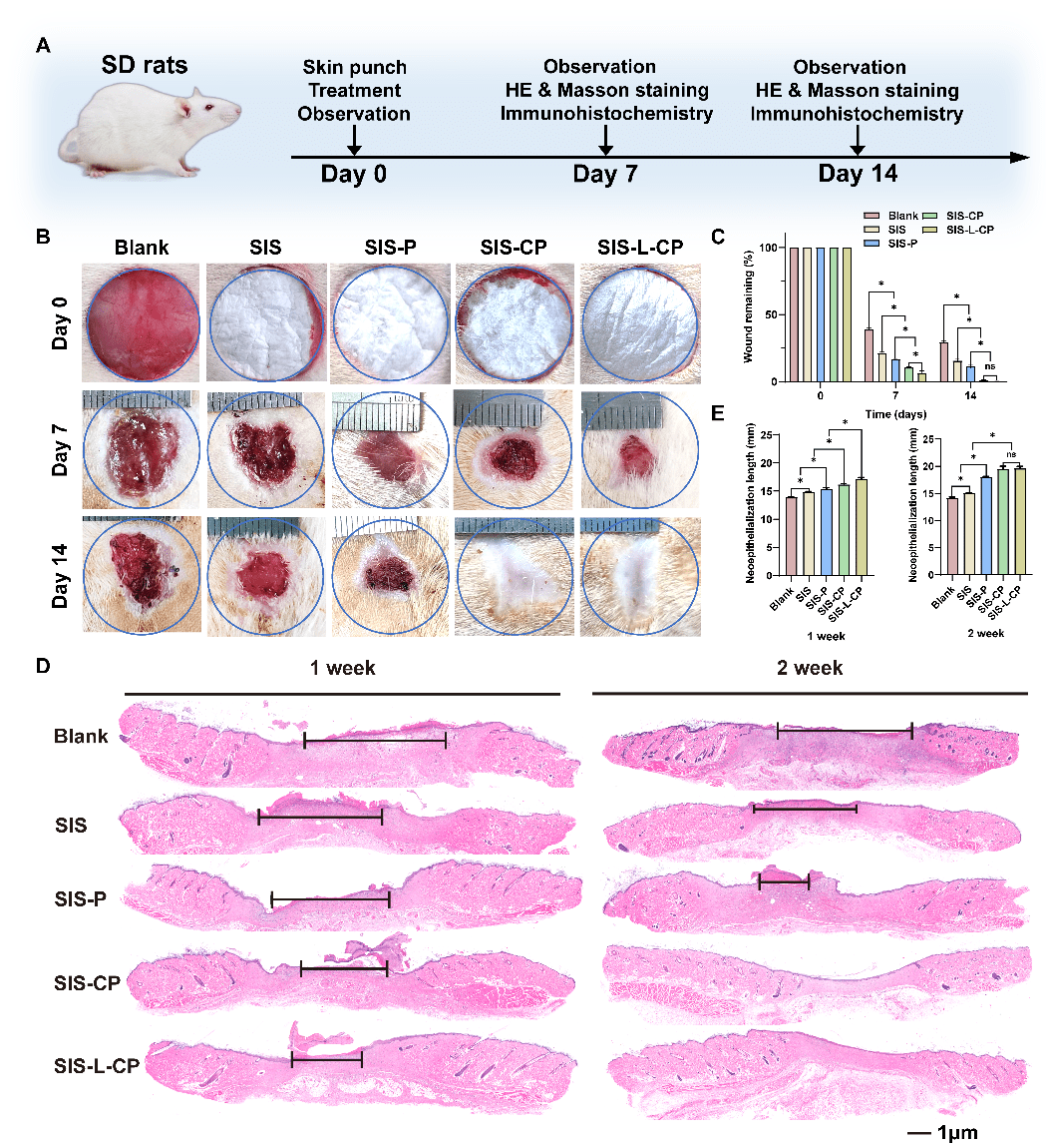 博辉瑞进SIS生物材料最新研究成果被《Biomaterials Advances》收录_天津市_博士_血管