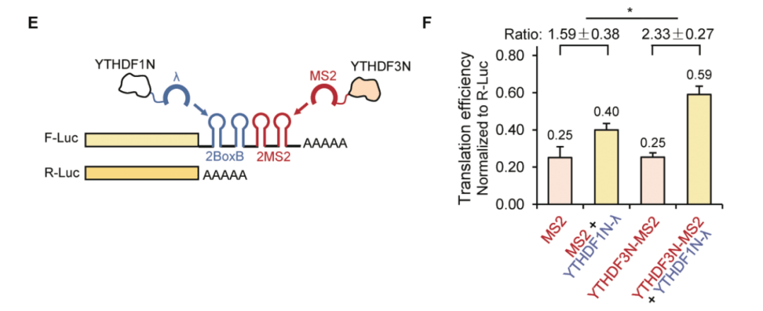 YTHDF3促进带有m6A修饰的RNA的翻译和降解 | m6A专题_蛋白