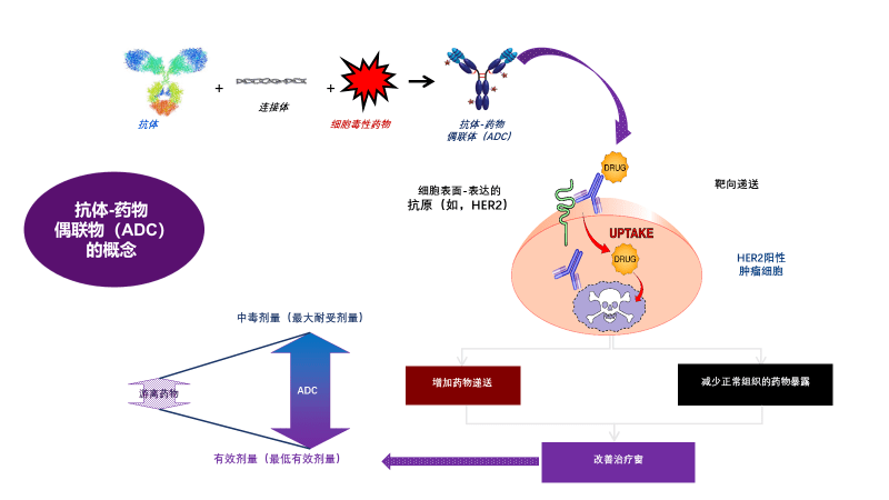 T-DM1的前世今生：从发现到突破性疗法的非凡之旅_研究