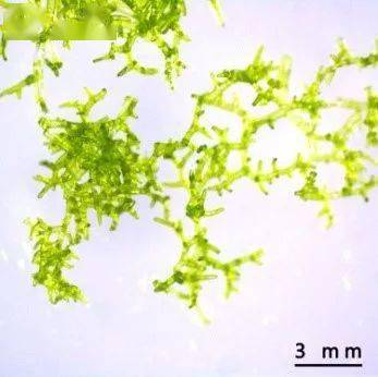 海藻图鉴（17）| 布多藻 Boodlea composite_海洋