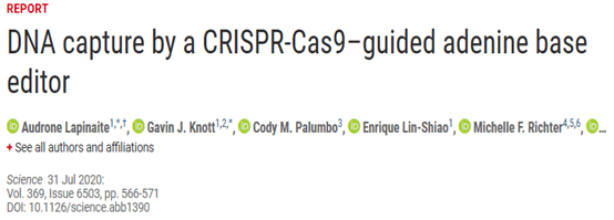 Science | 最新碱基编辑器ABE8e在DNA上的催化脱氨速度比早期ABEs快千倍以上，将显著提高单碱基编辑效率！_CRISPR-Cas