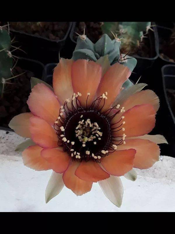 物种日历 | 喜欢阳光的仙人掌科丽花球属（Lobivia）_aurea