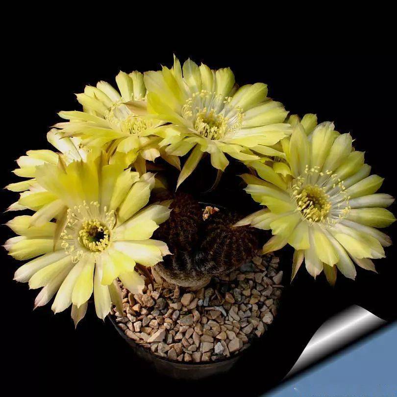 物种日历 | 喜欢阳光的仙人掌科丽花球属（Lobivia）_aurea