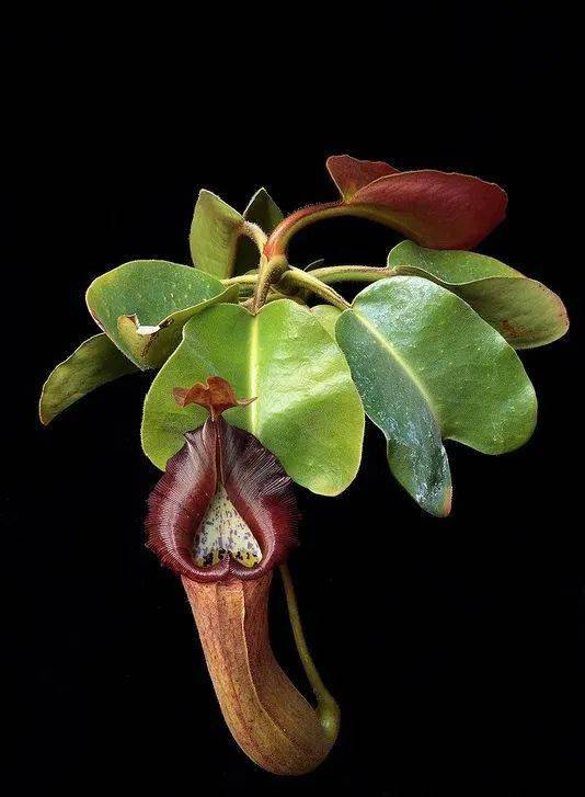 七夕节到！这些植物对你“比了个心”-搜狐大视野-搜狐新闻