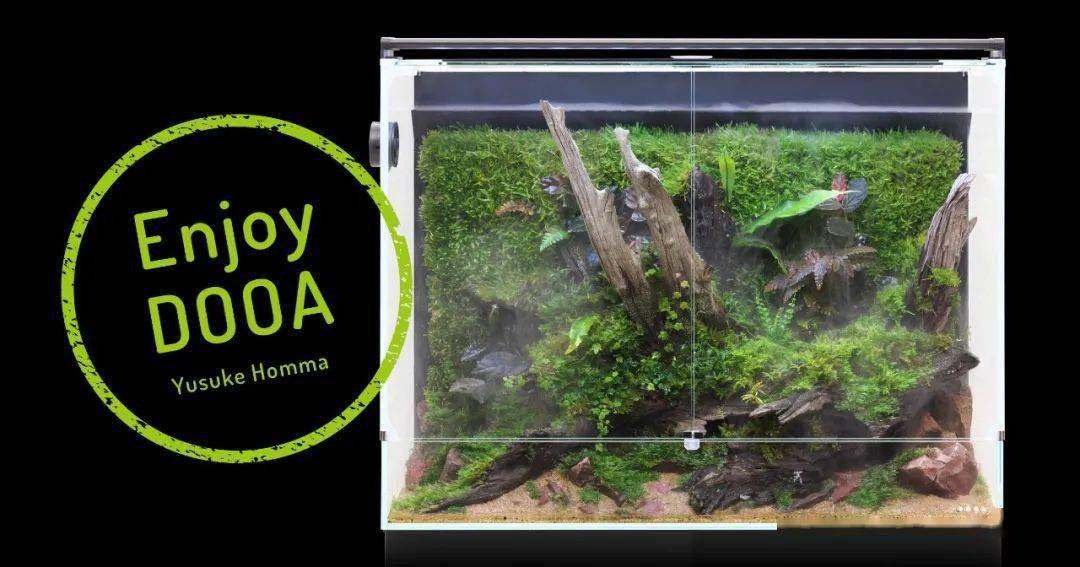 雨林缸中的「侘寂」之美 | System Paluda 60_植物