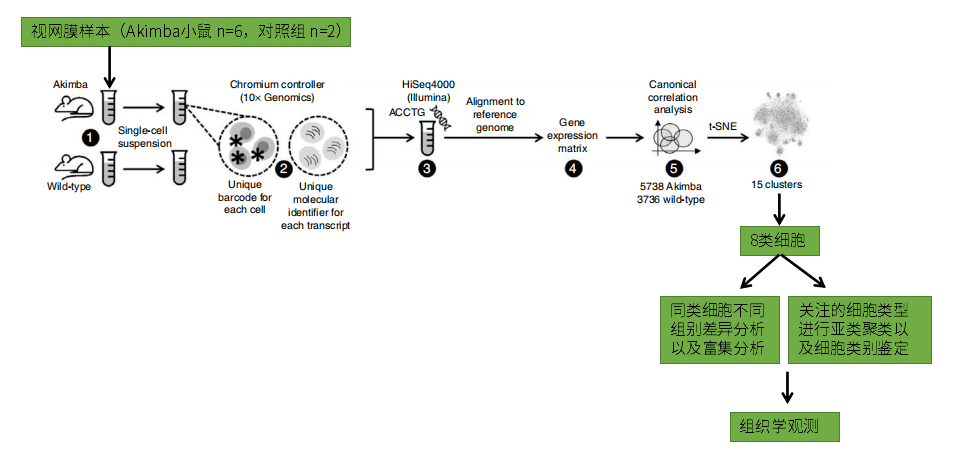 Akimba小鼠视网膜的单细胞转录组分析揭示了糖尿病视网膜病变病理生物学中细胞类型的特异性 | 单细胞专题-搜狐大视野-搜狐新闻