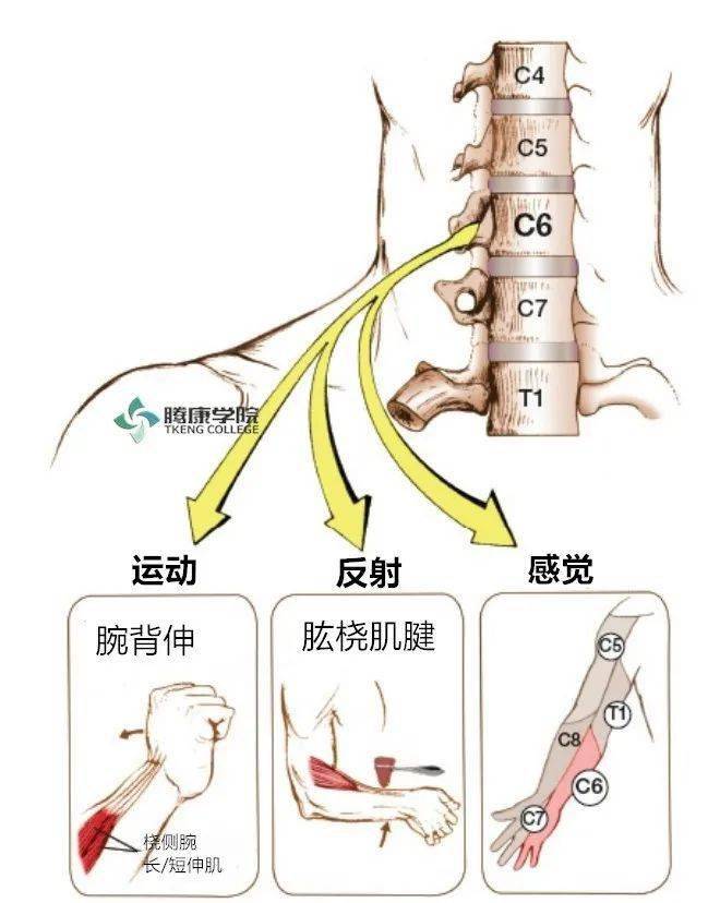【功能评估】C6神经系统检查-搜狐大视野-搜狐新闻