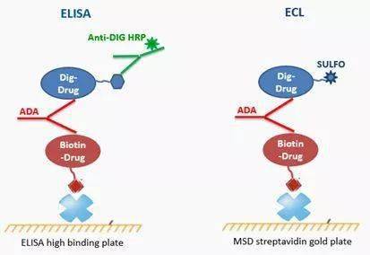 生物药为什么一定要做免疫原性实验？_检测