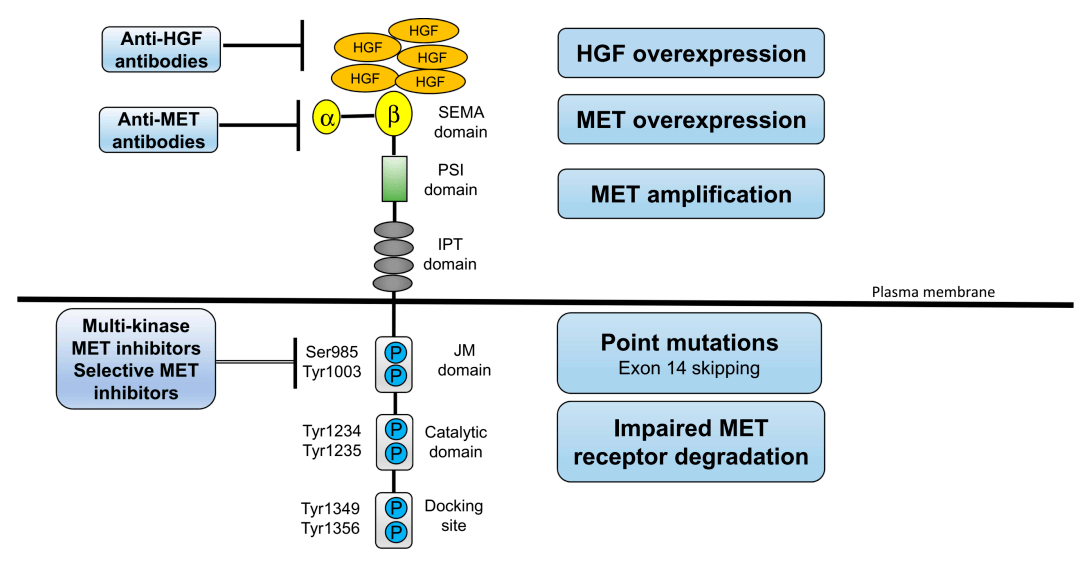 黎明前的黑暗——MET 抑制剂的失败案例_c-Met