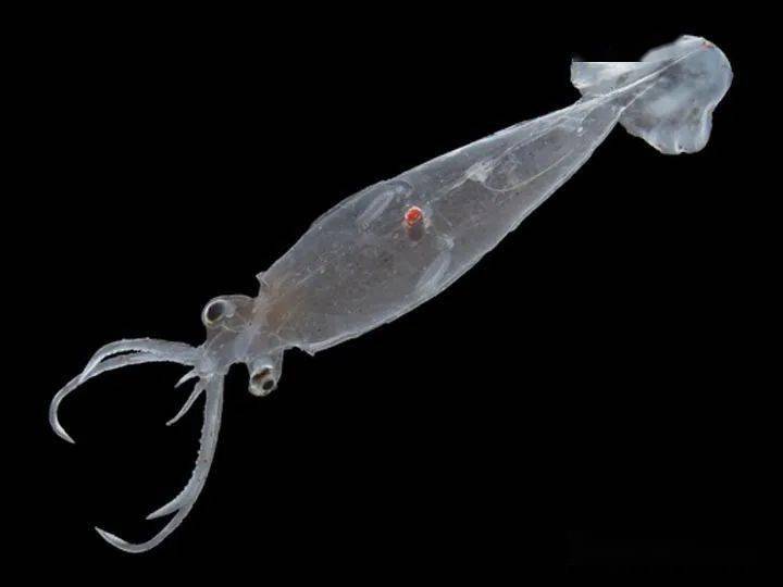 海洋科普（1259）| 中国海域鱿鱼图鉴_Abralia