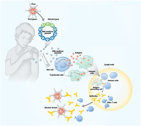 重磅！INOVIO公司宣布其DNA新冠疫苗INO-4800正式进入第二阶段临床试验_药物