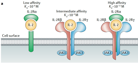 IL-2/IL-2R研究简史及药物开发（致敬经典，开启新的十年）_文献