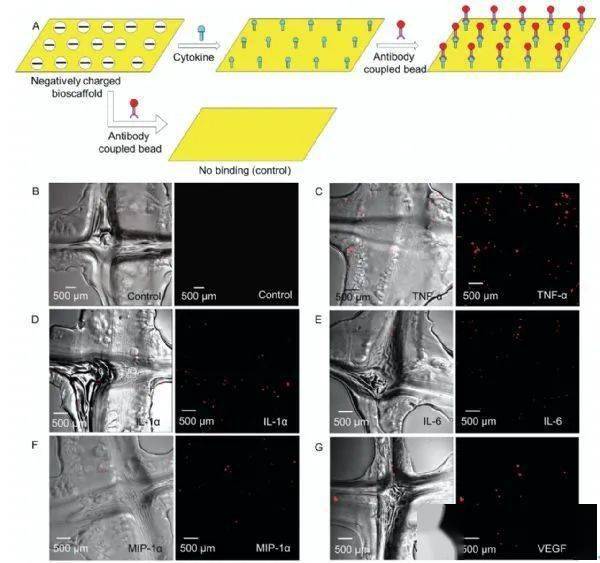 Advanced Materials：3D打印的Biomesh可最大程度减少疝气修复并发症_手机搜狐网