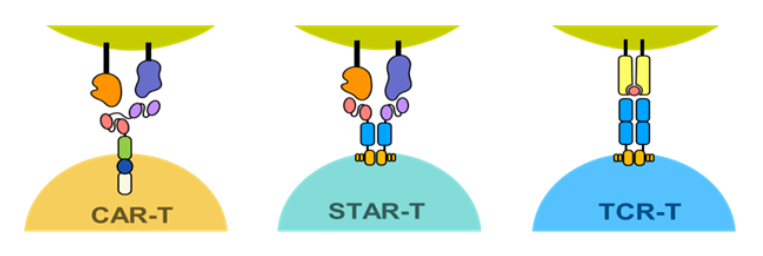 融合CAR-T和TCR-T优点的新型细胞疗法，显著提升实体瘤疗效|Science子刊_抗原