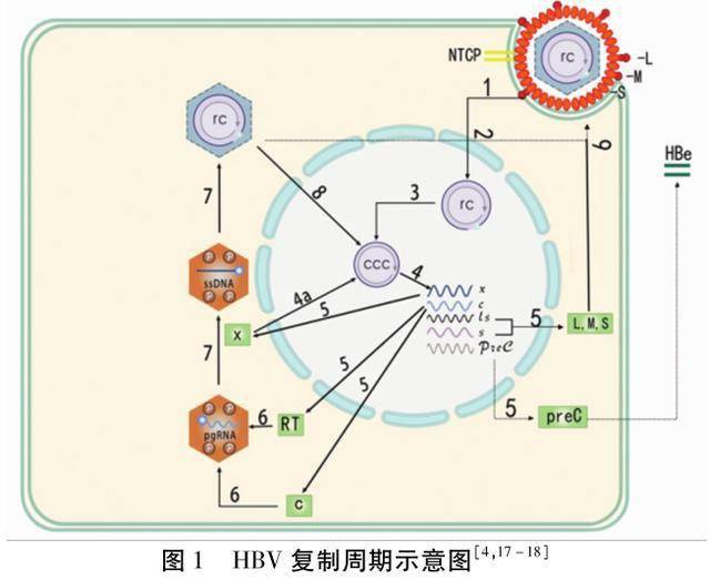 特别关注｜靶向cccDNA抗HBV治疗策略与前景_病毒