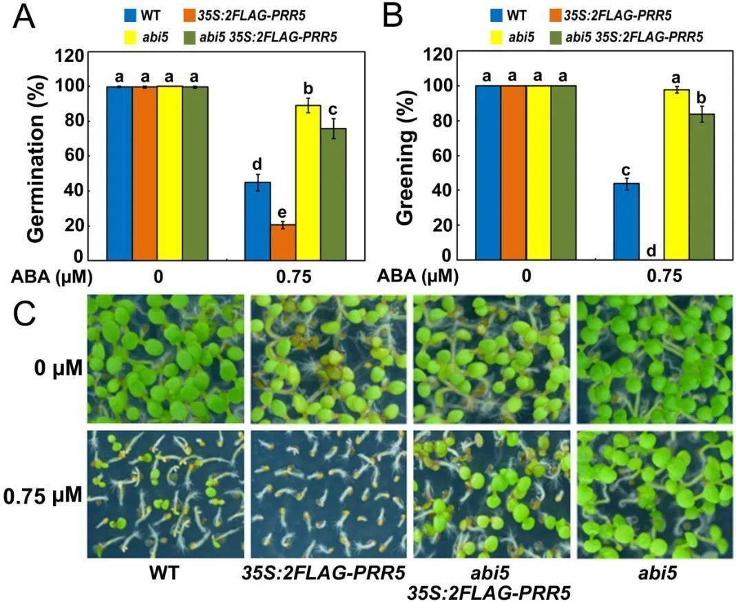 The Plant Cell | 中科院西双版纳植物园胡彦如研究组揭示生物钟蛋白PRRs介导ABA信号转导的调控机制_prr