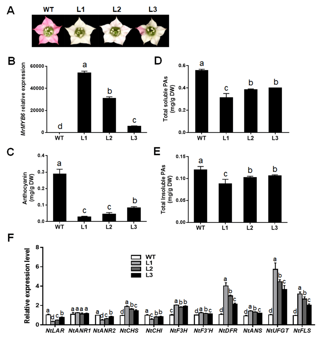 科研进展|杨震峰教授团队Frontiers in Plant Science论文发表_The
