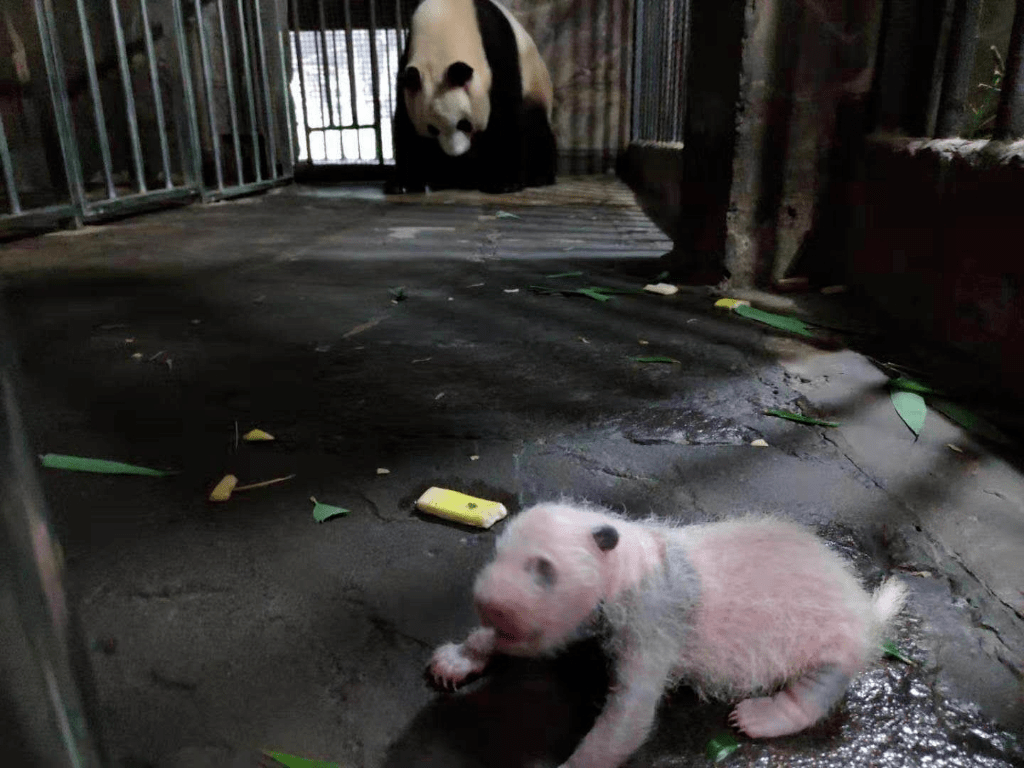 Giant panda of Chongqing Zoo gives birth to twins_the
