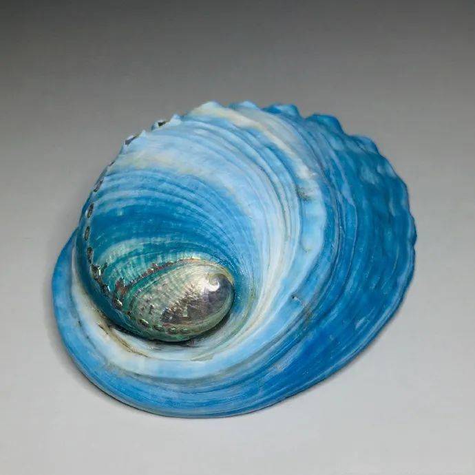 85后小伙痴迷贝壳，拍的贝壳90%你没见过，曝光后无数人点赞：美学巅峰！_贝类