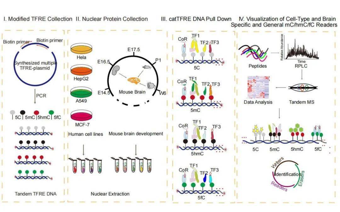 最新！复旦大学人类表型组研究院丁琛团队大规模鉴定DNA表观遗传修饰转录因子阅读器研究取得成果_hmC-TFRE