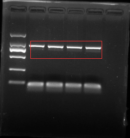 PCR经验分享_实验