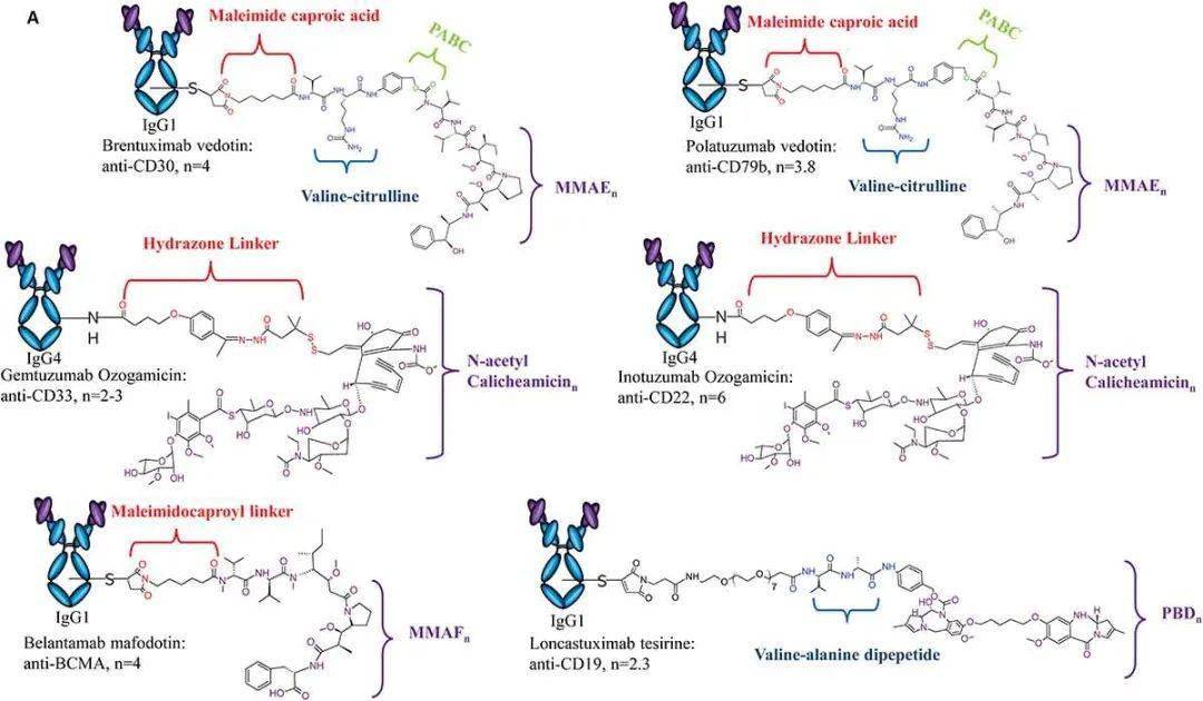 抗体-药物偶联物（ADC）靶向治疗癌症：前景和挑战_临床