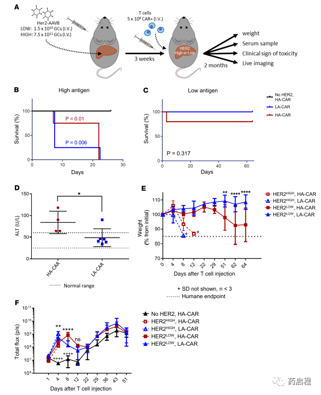 一种检测CAR-T细胞脱靶毒性的小鼠模型_Her