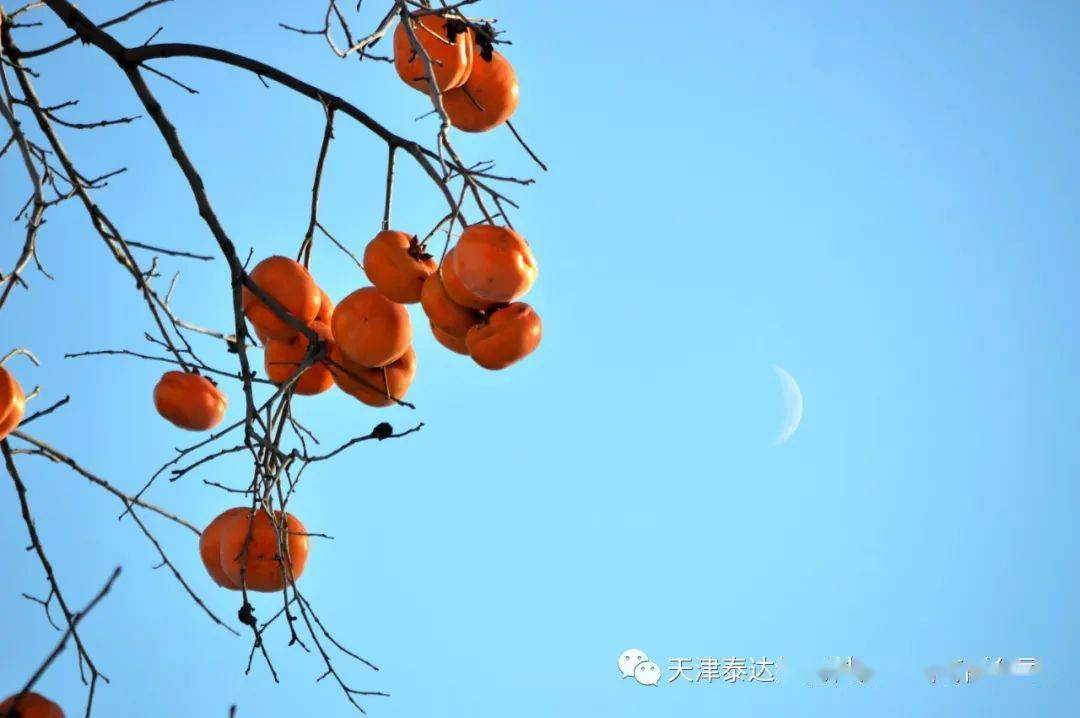 “柿柿如意”！来泰达赏“红灯笼”！_摄影