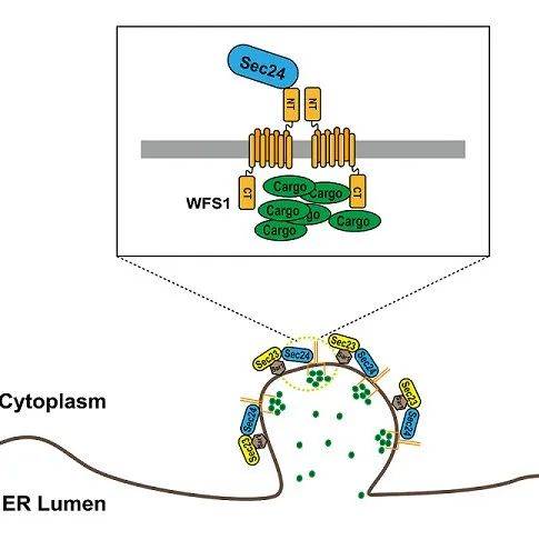 徐涛团队研究揭示Wolfram综合征致病基因WFS1突变诱发糖尿病的潜在分子机制_鉴定_症状_胰岛