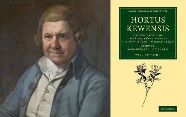 法国梧桐不是梧桐，也不原产于法国_悬铃木_二球_杂交