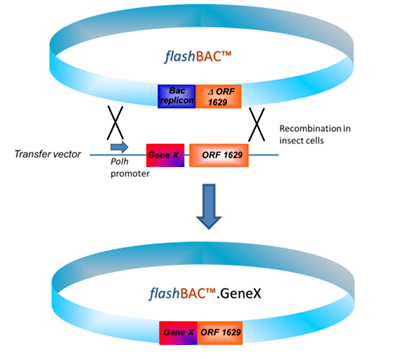 【直播推荐】flashBAC杆状病毒表达系统助力Novavax新冠疫苗开发_蛋白_进行_昆虫