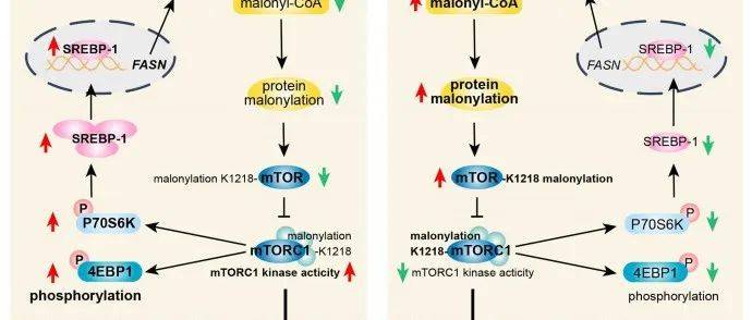 1区top版面可免-上交大等揭示双氢青蒿素改善糖尿病视网膜血管功能障碍-通过FASN/Kmal-mTOR/SREBP1反馈回路_损伤_研究_医学