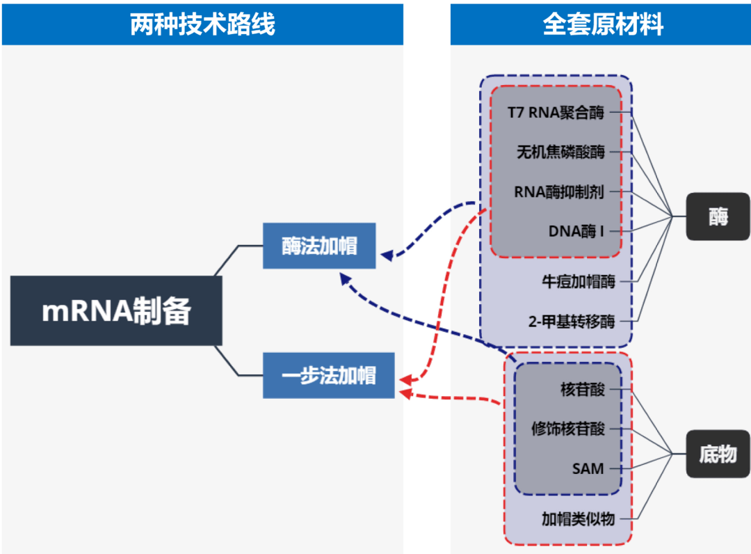 深度解析mRNA甲基化和帽子结构_Cap_合成_过程