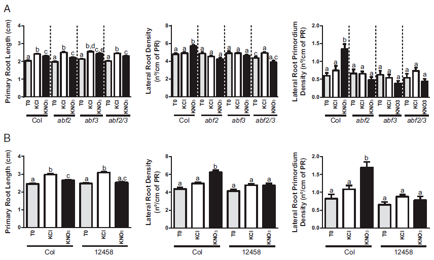 智利天主大学揭示ABF2和ABF3是内皮细胞响应硝酸盐的重要枢纽_调控_植物_研究