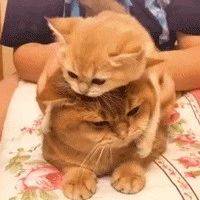 搞笑GIF：回家前说我要是敢带猫回去，就把我赶出门的我爸！_老公_表弟_时候