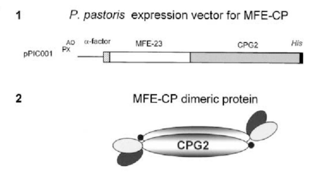 抗体导向酶催化前体药物疗法（ADEPT）_研究_肿瘤_血液