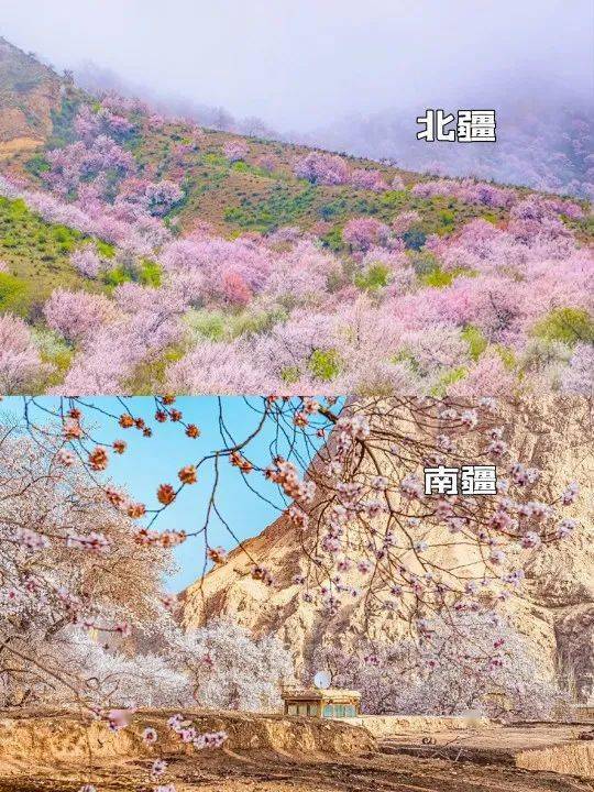新疆春季杏花旅游攻略_南疆_建议_山坡上