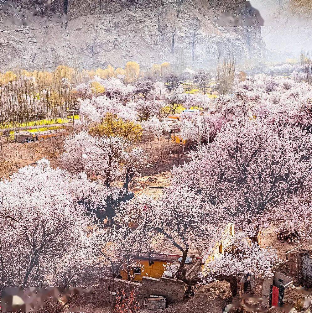 新疆春季杏花旅游攻略_南疆_建议_山坡上